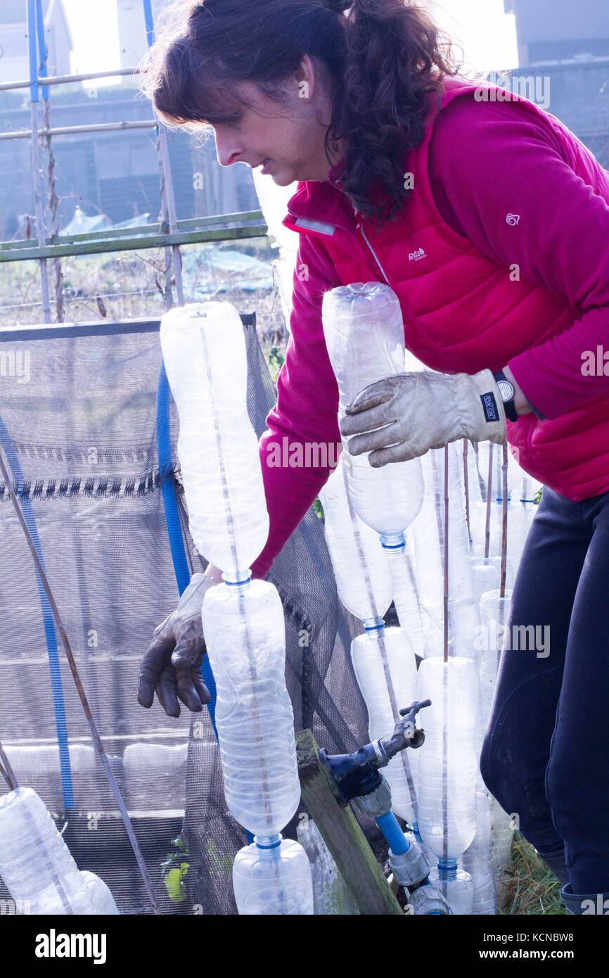 Allotment holder building 'heat' trap with plastic bottles adjacent to ...