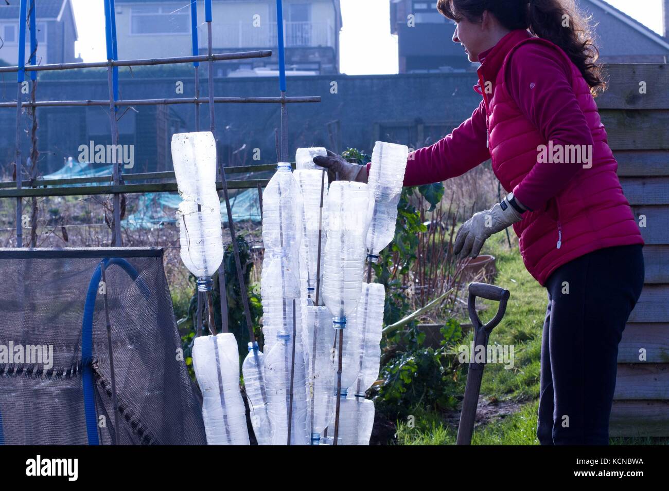 Allotment holder building 'heat' trap with plastic bottles adjacent to ...