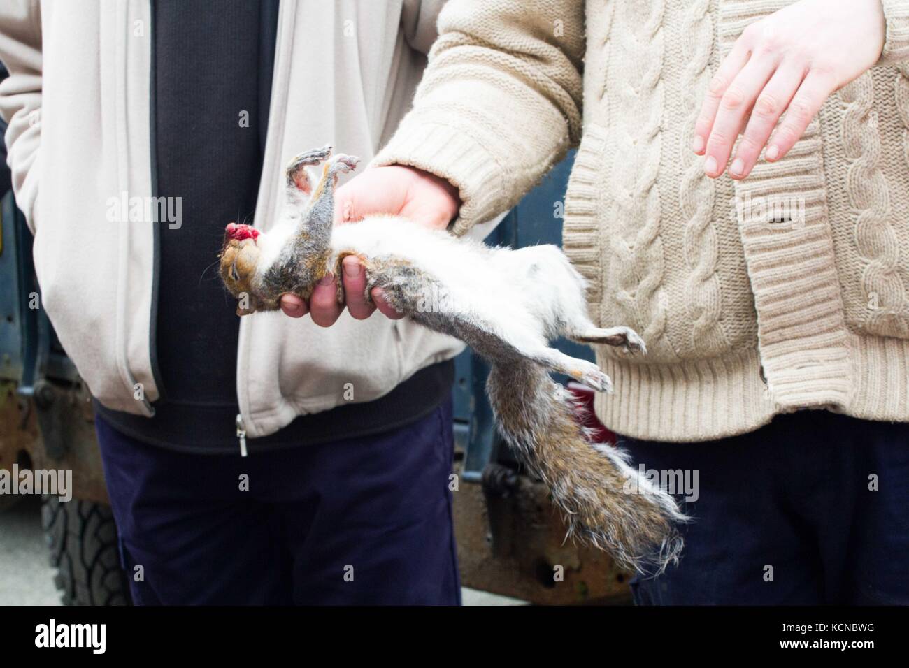 Scuirus carolinensis hi-res stock photography and images - Alamy