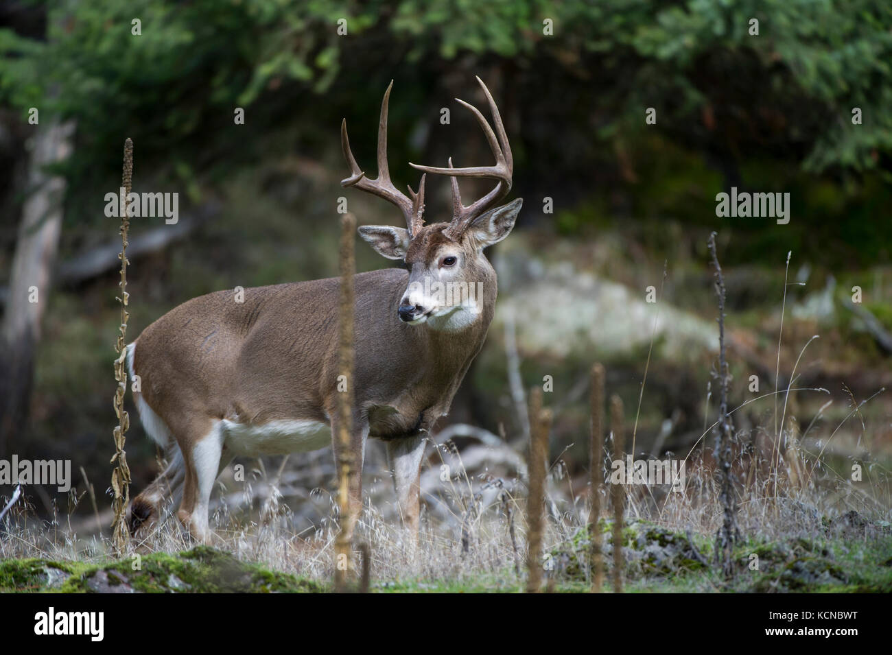 Mature whitetail deer hi-res stock photography and images - Alamy