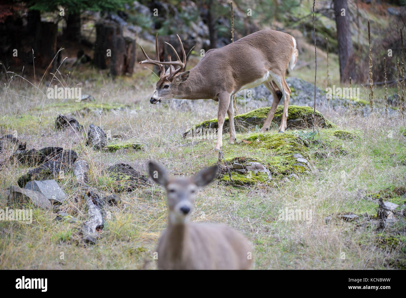 Whitetail deer side view hi-res stock photography and images - Alamy