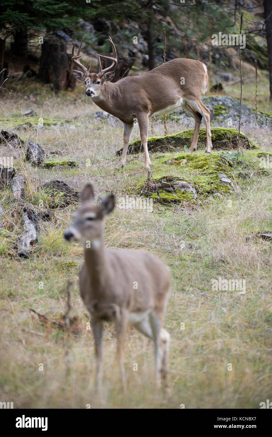 Whitetail deer side view hi-res stock photography and images - Alamy