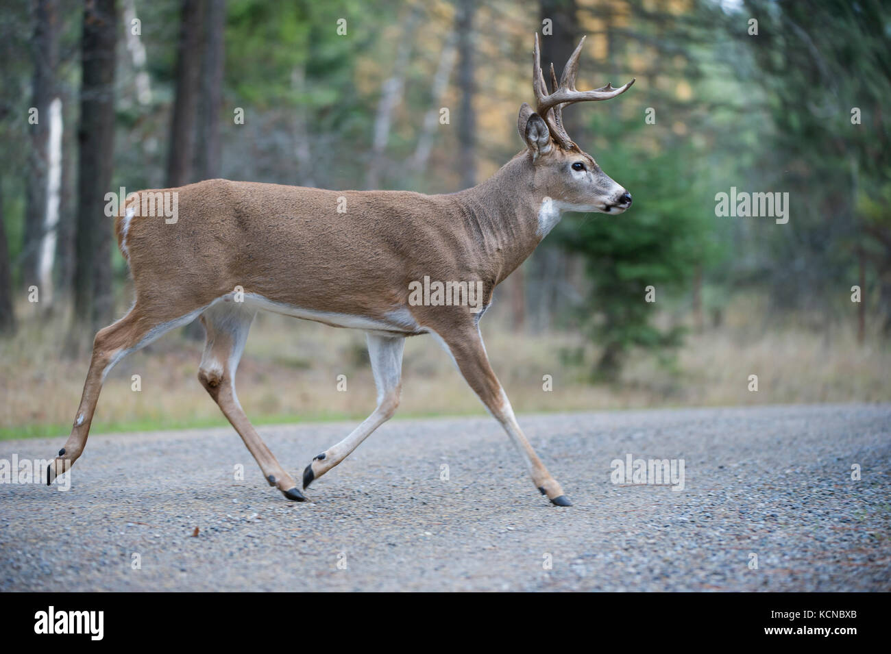 Whitetail deer side view hi-res stock photography and images - Alamy