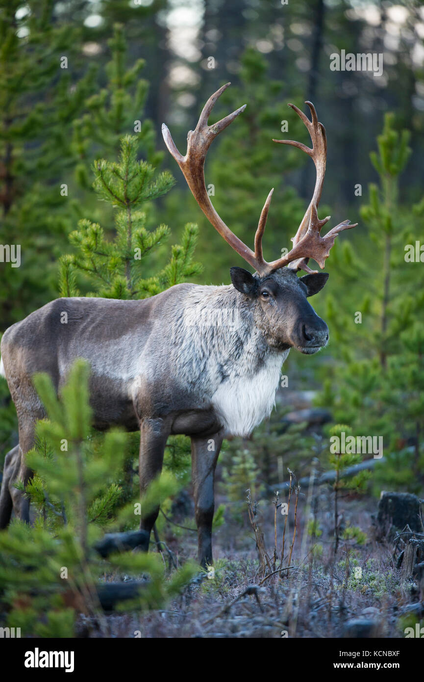 Male Woodland Caribou, Rangifer tarandus caribou, Central British ...