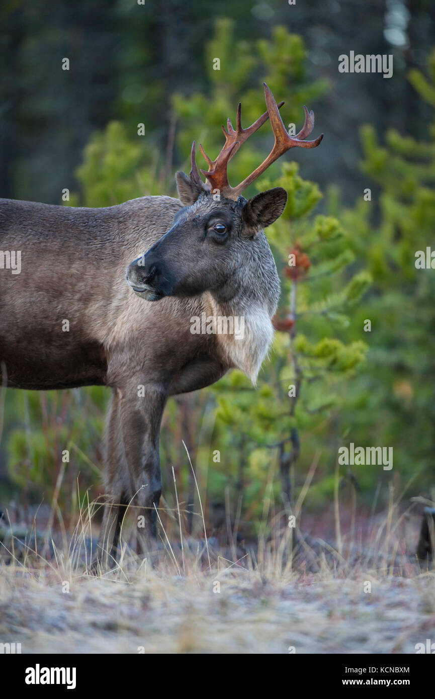 Female caribou hi-res stock photography and images - Alamy