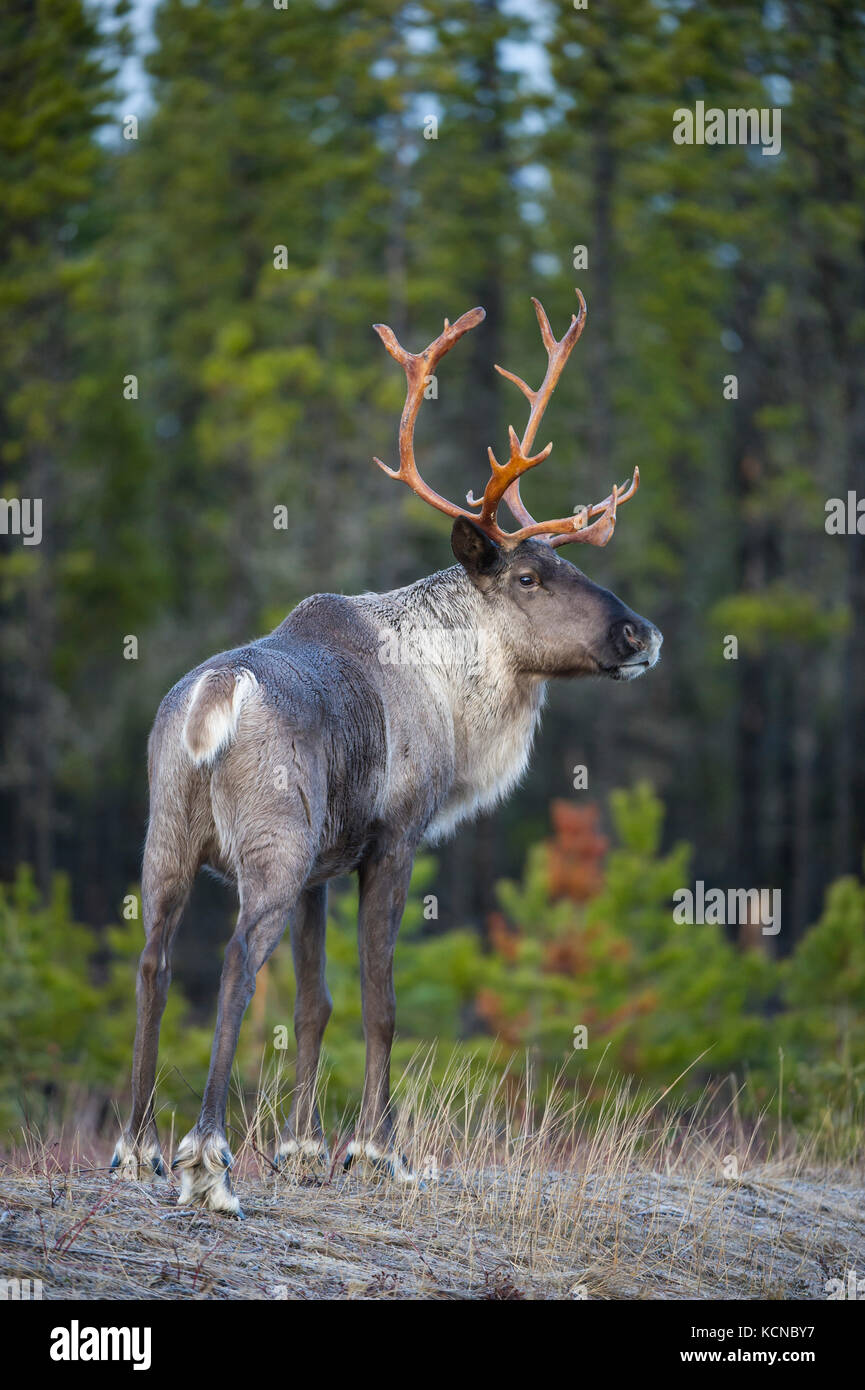 Male Woodland Caribou, Rangifer tarandus caribou, Central British ...