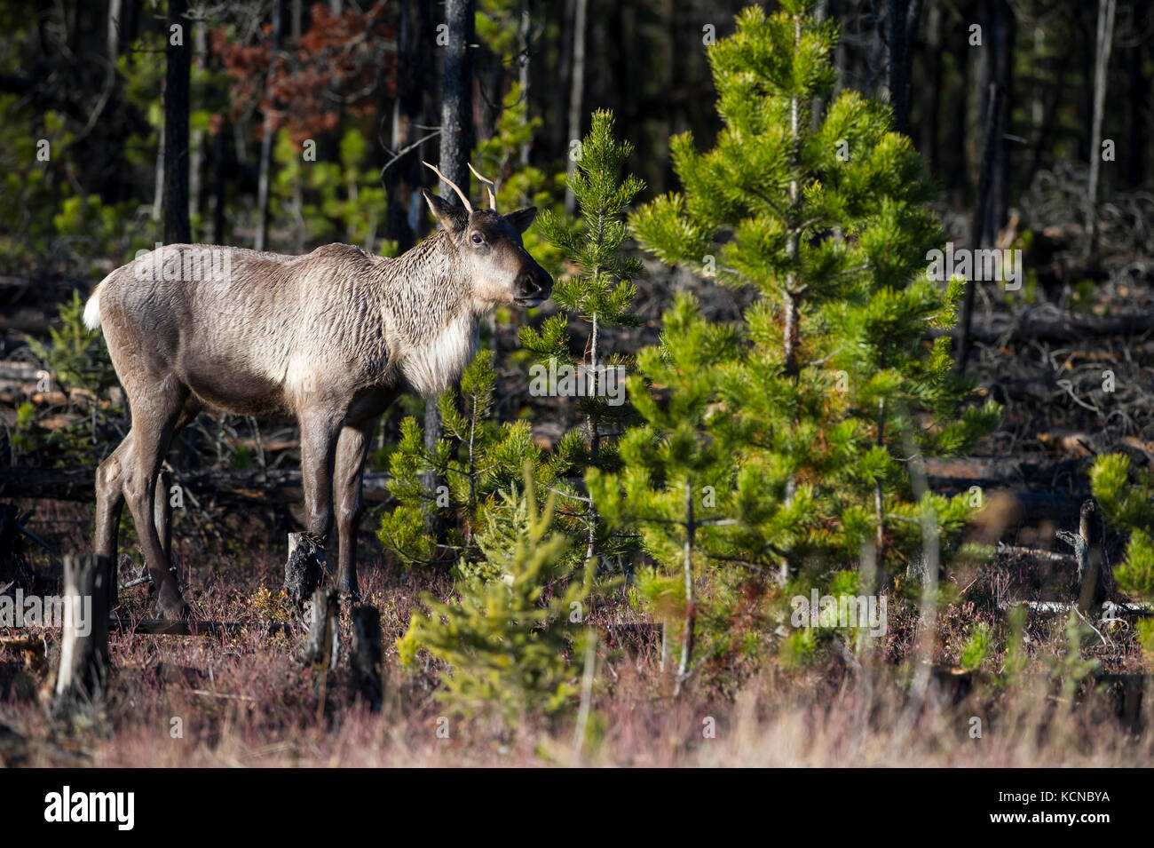 Female caribou hi-res stock photography and images - Alamy