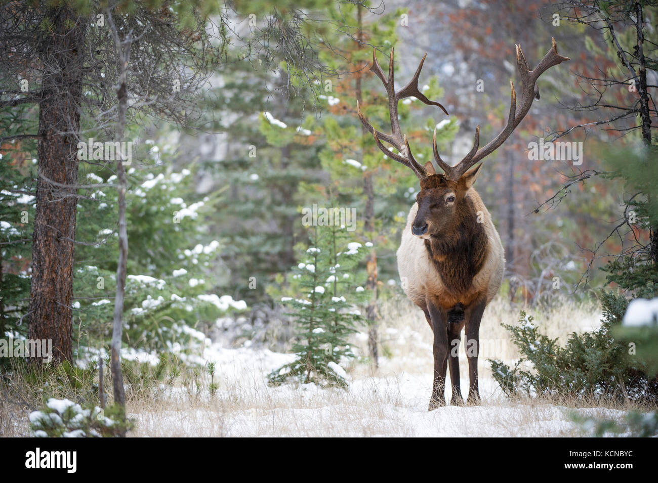 Male Elk, Cervus canadensis nelsoni, Rocky Mountains, Alberta, Canada ...