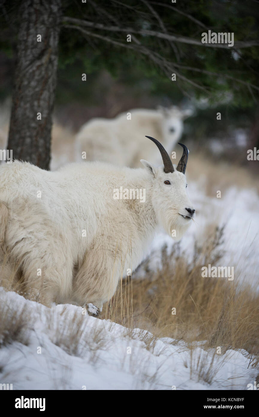 Male Mountain Goat, Oreamnos americanus, Southern British Columbia ...