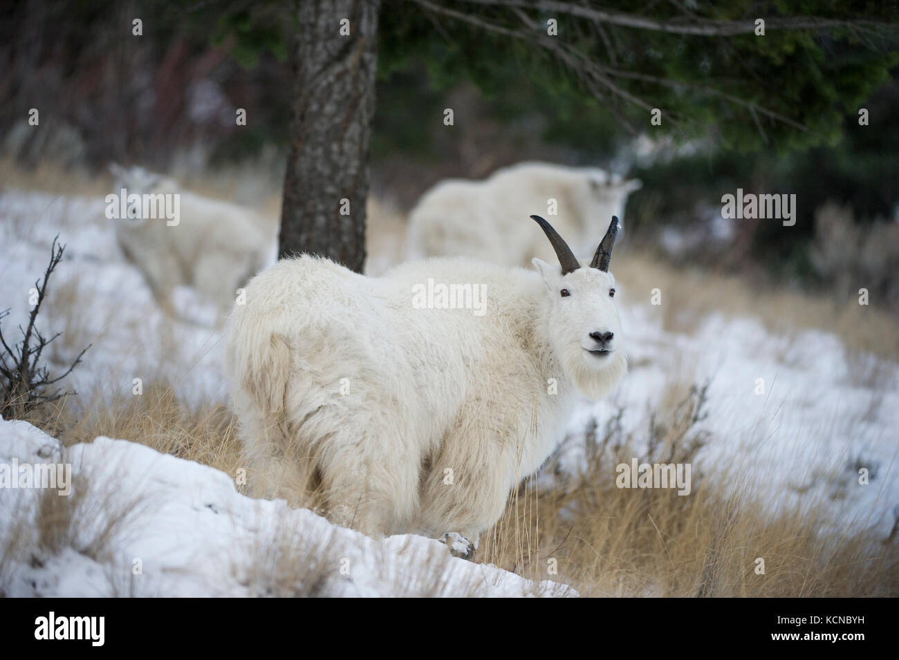 Male Mountain Goat, Oreamnos americanus, Southern British Columbia ...