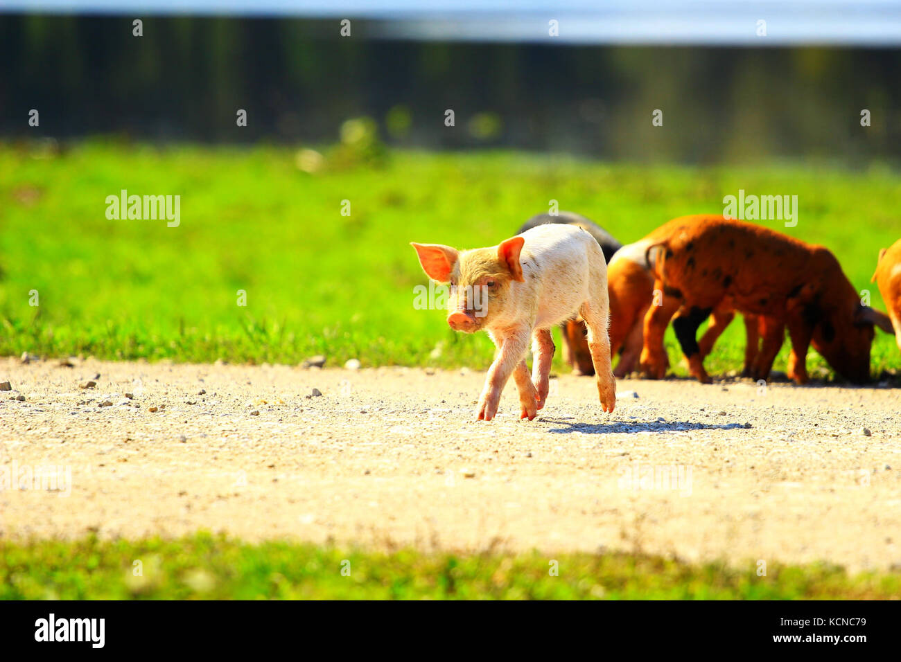 Funny piglet run over farm road Stock Photo - Alamy