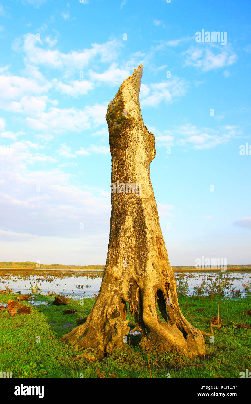 old oak tree Stock Photo - Alamy