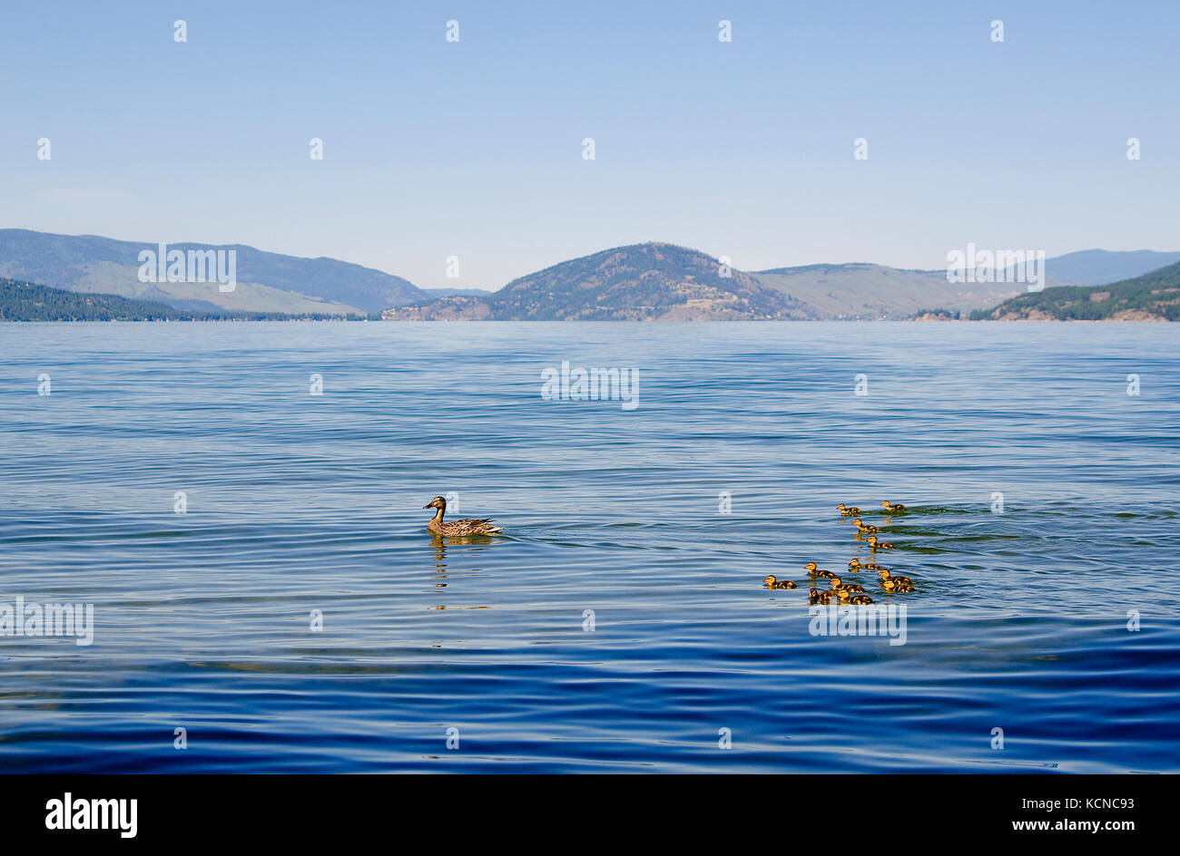 Mother duck leads her babies along Okanagan Lake near Vernon in the ...