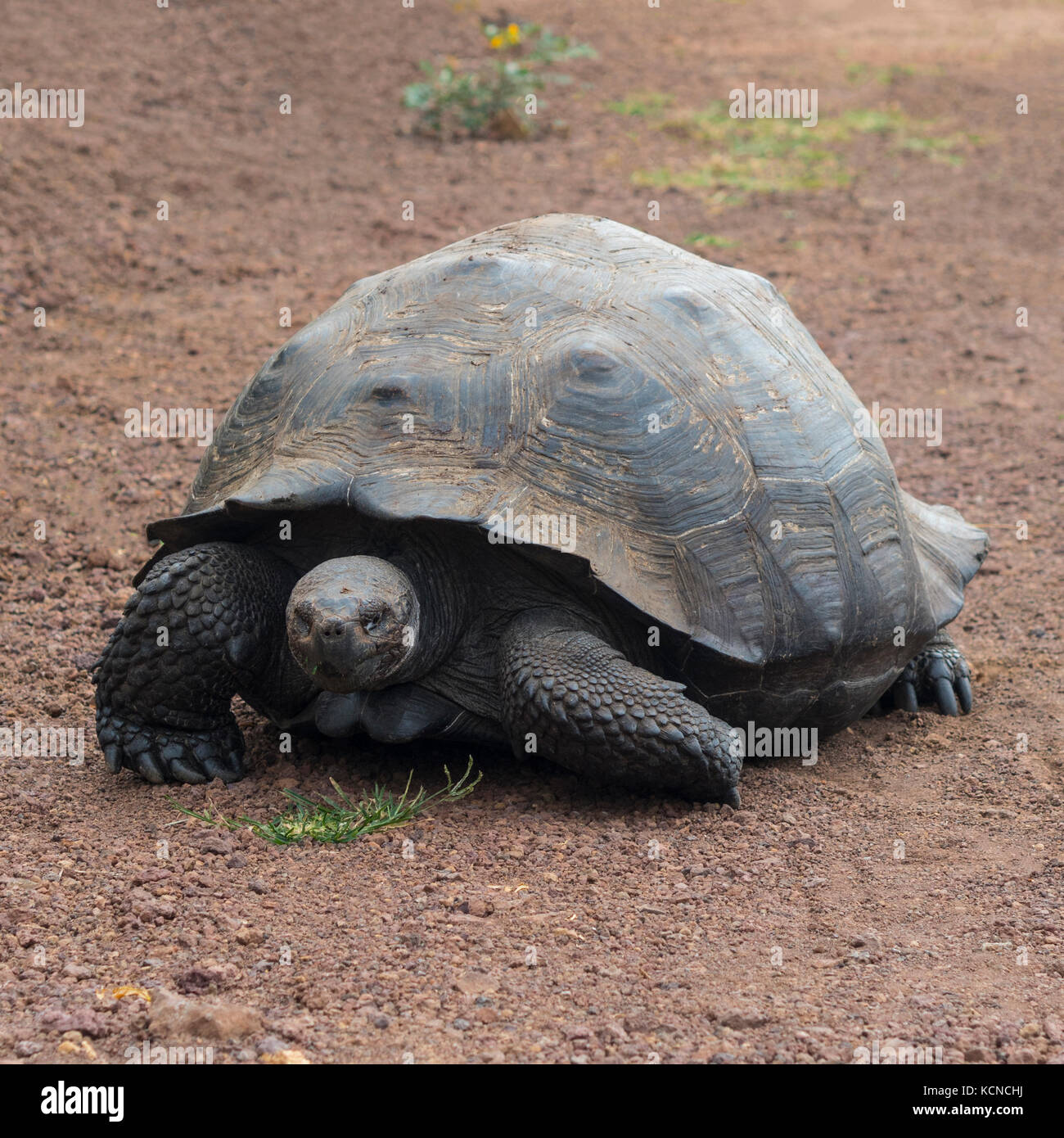 GIANT TORTOISE - SANTA CRUZ, GALAPAGOS ISLANDS, ECUADOR Stock Photo - Alamy