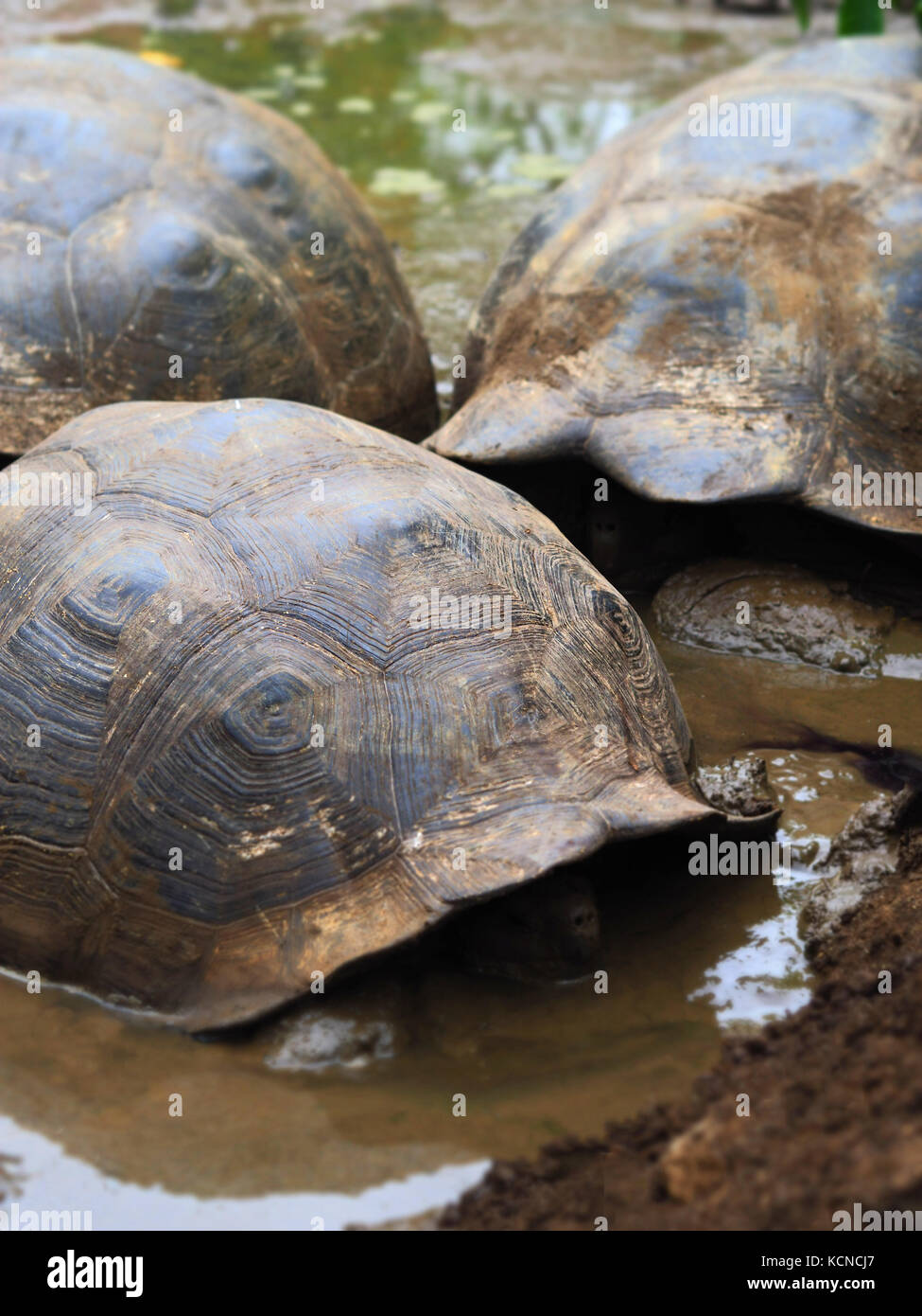 Galapagos tortoise santa cruz group hi-res stock photography and images ...