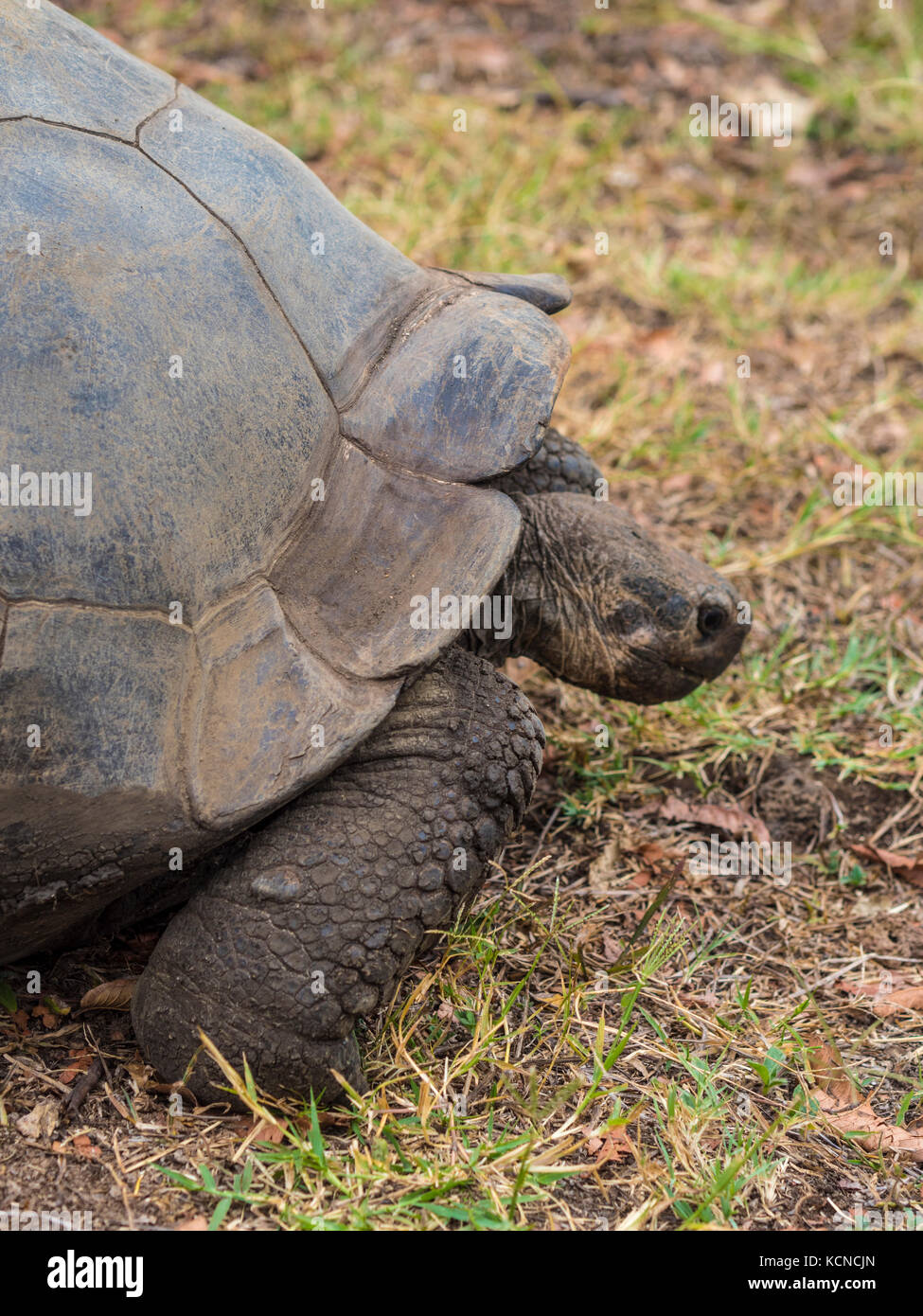 Galapagos tortoise santa cruz group hi-res stock photography and images ...