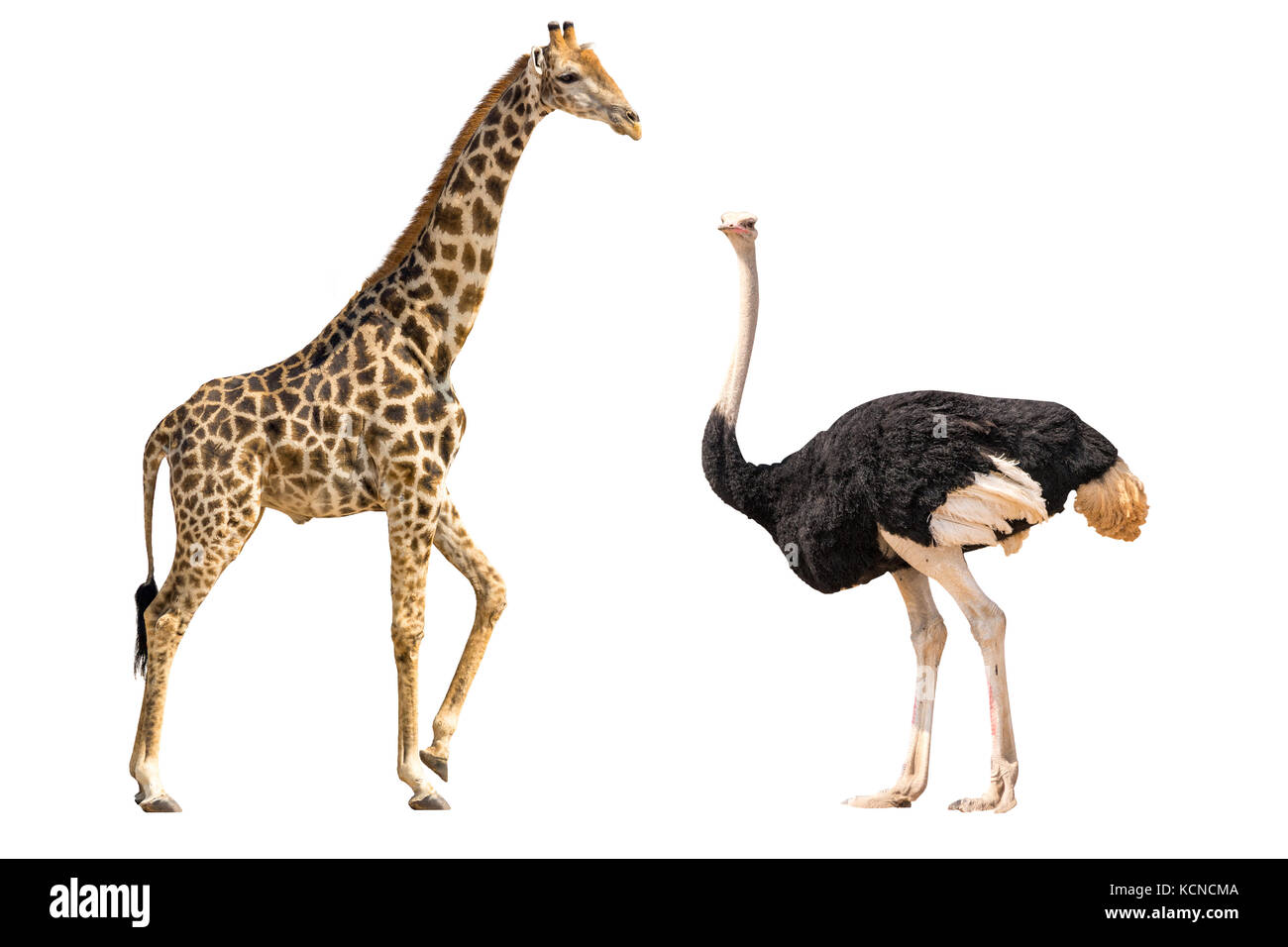 Elephant Bird Vs Ostrich