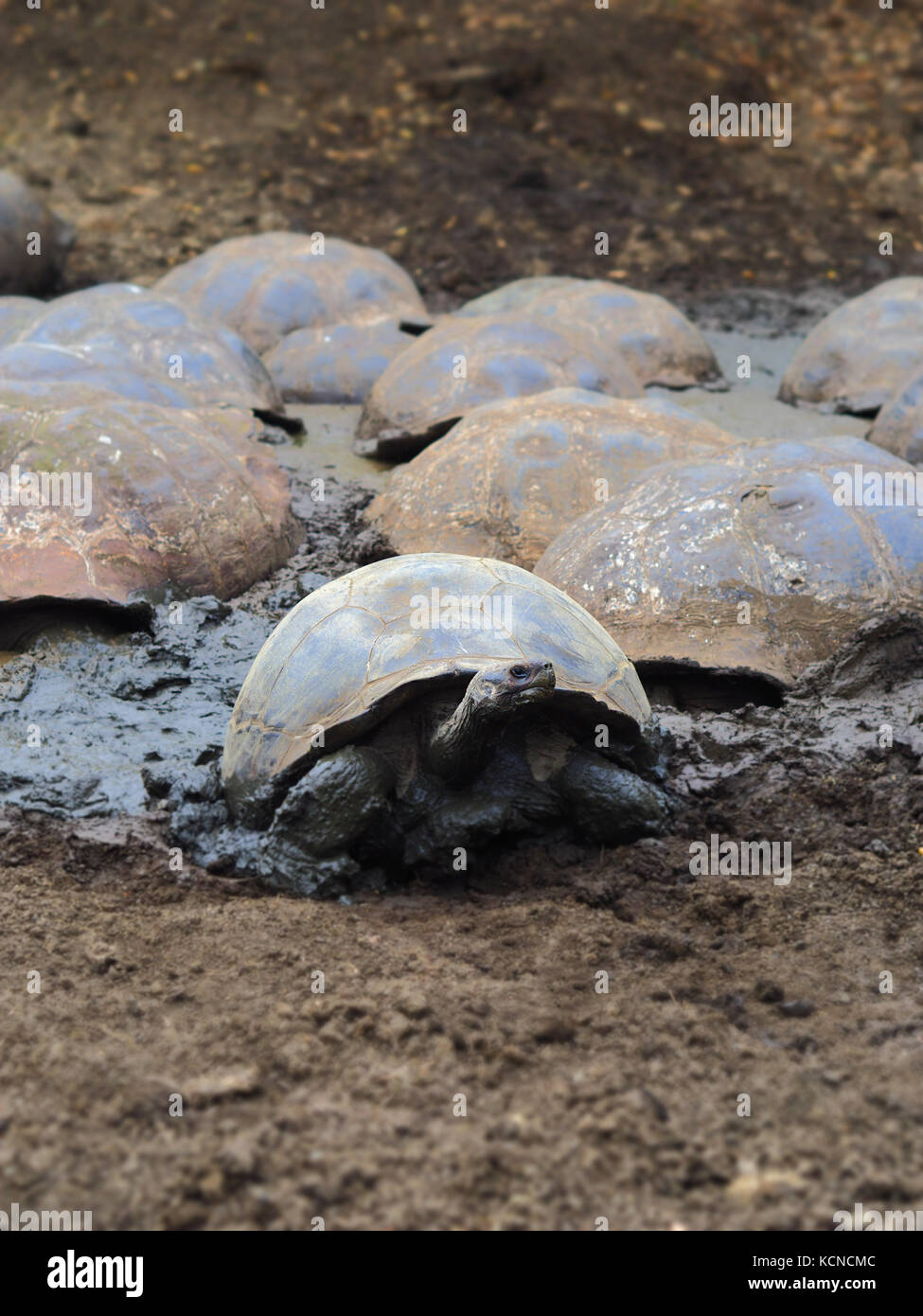 Galapagos tortoise santa cruz group hi-res stock photography and images ...