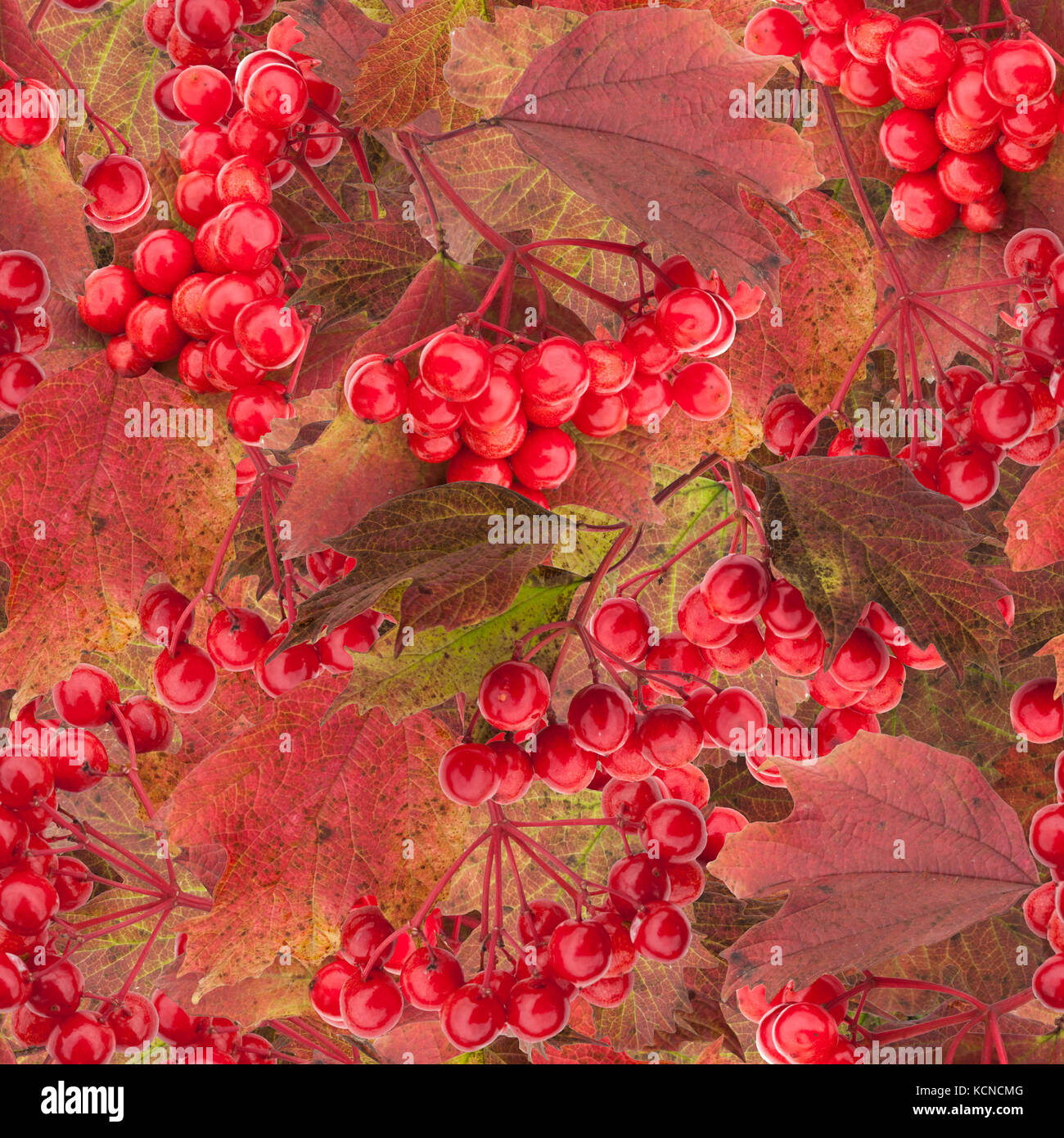 Red snowball tree berry and leaves seamless pattern Stock Photo - Alamy