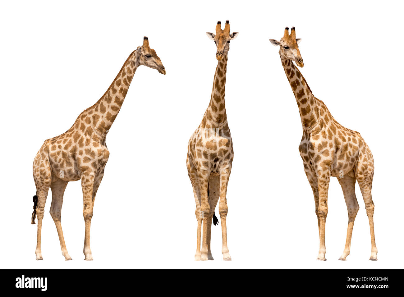 Set of three giraffes seen from front Stock Photo - Alamy