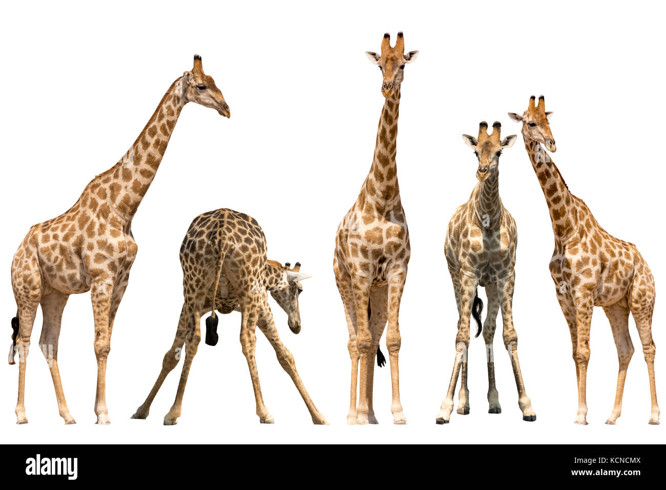 Set of five giraffe portraits, standing Stock Photo - Alamy