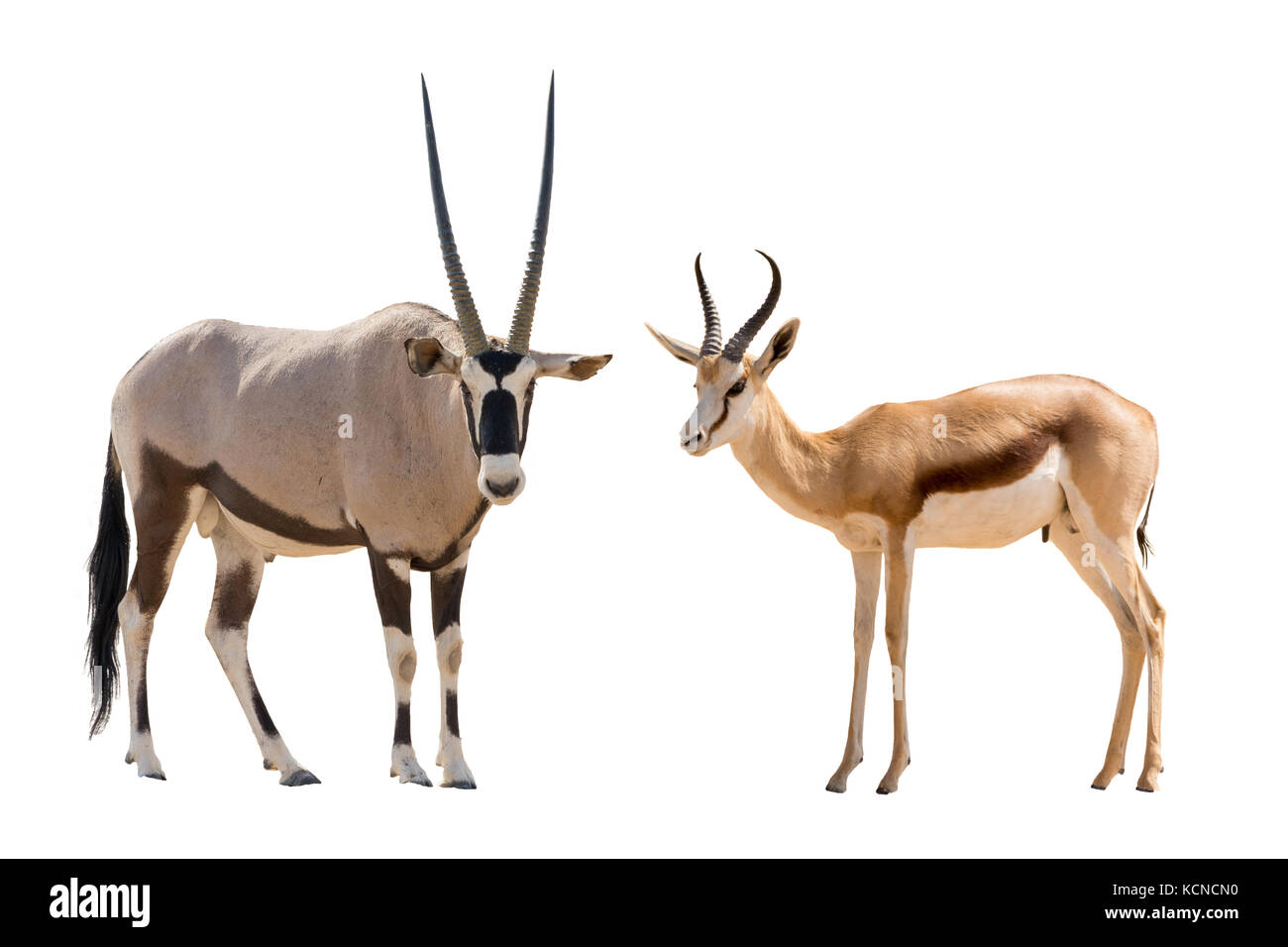 Springbok Cut Out Stock Images & Pictures - Alamy