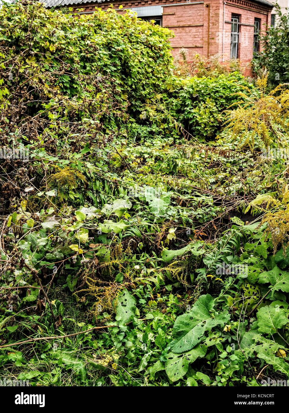 abandoned house overgrown with grass and hops Stock Photo - Alamy