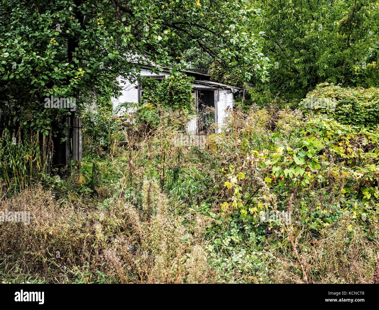 abandoned house overgrown with grass and hops Stock Photo - Alamy
