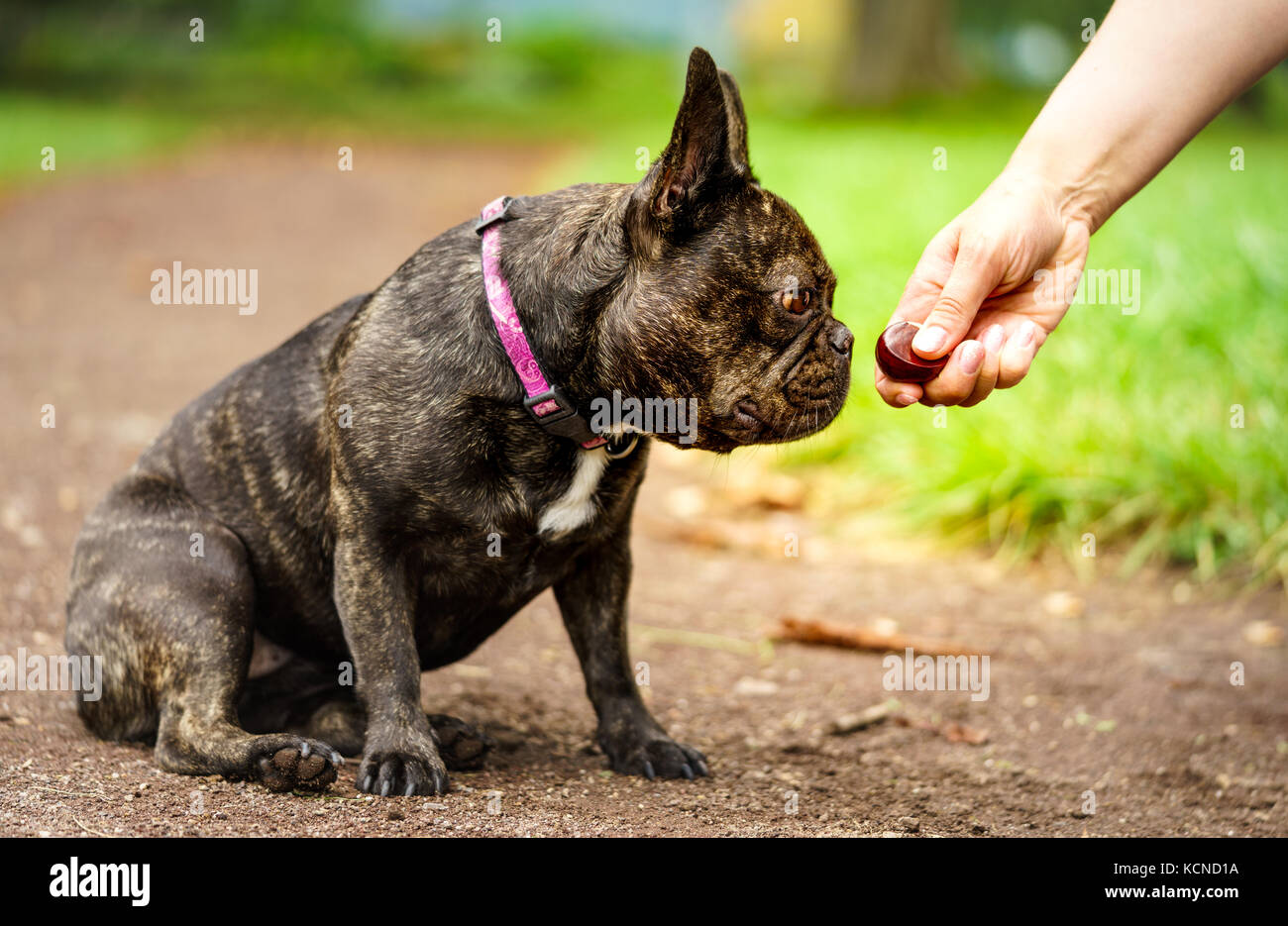 Black french bulldog owner hi-res stock photography and images - Alamy