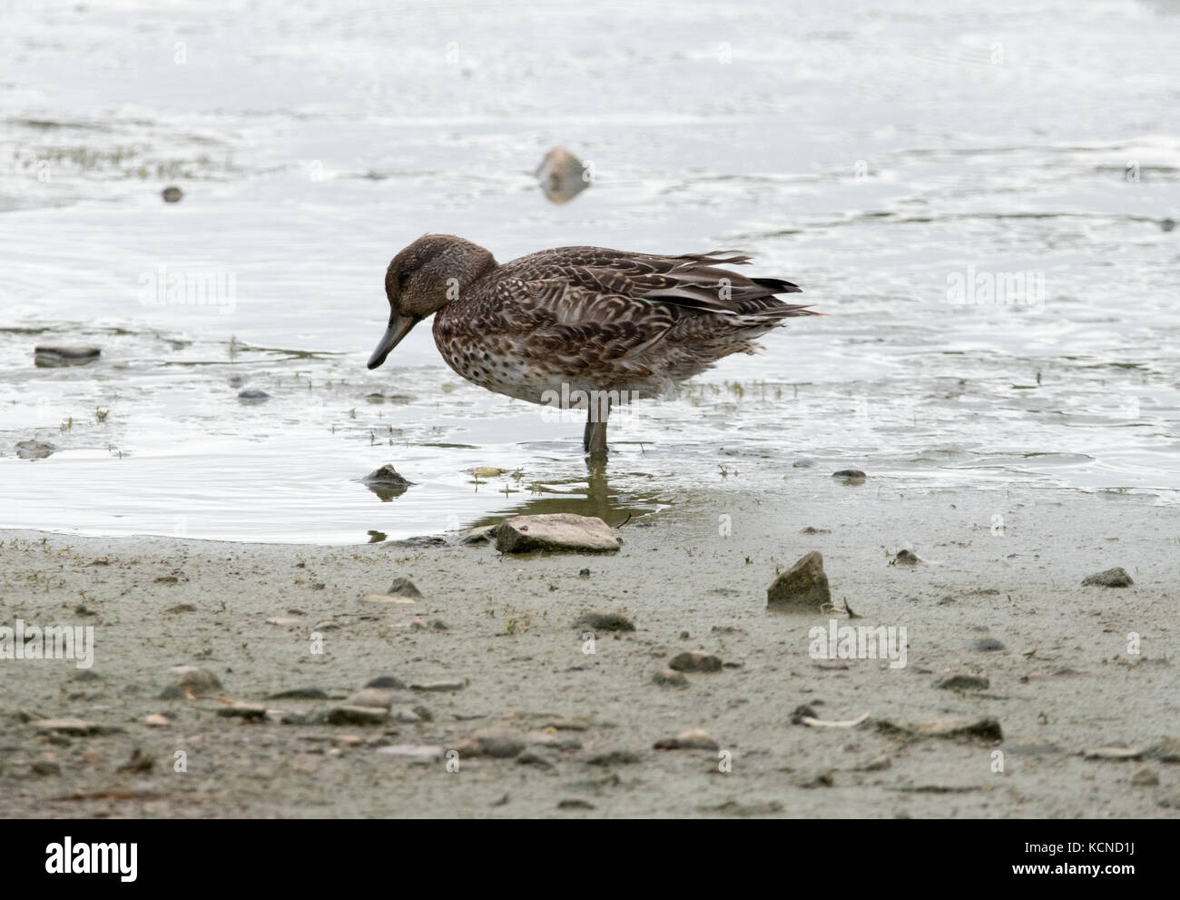 Female Teal Duck Stock Photo - Alamy