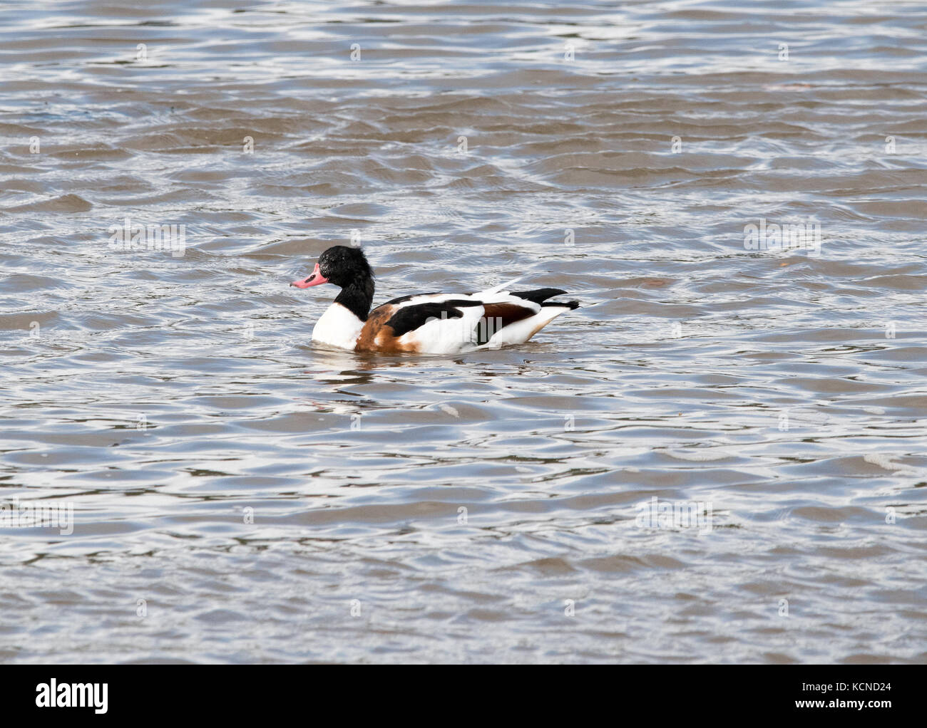 Shelduck feathers hi-res stock photography and images - Alamy