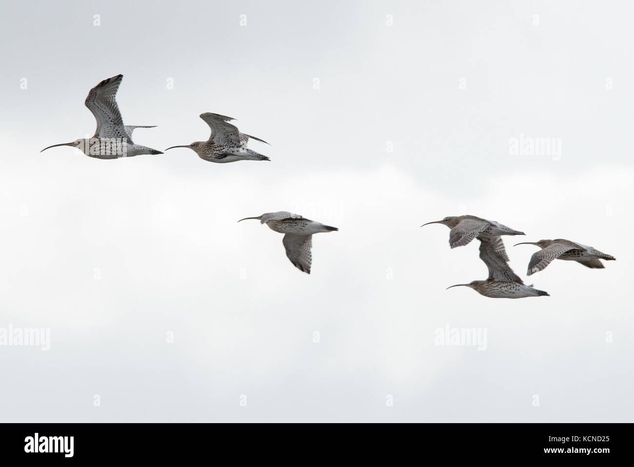 Flock of curlews hi-res stock photography and images - Alamy