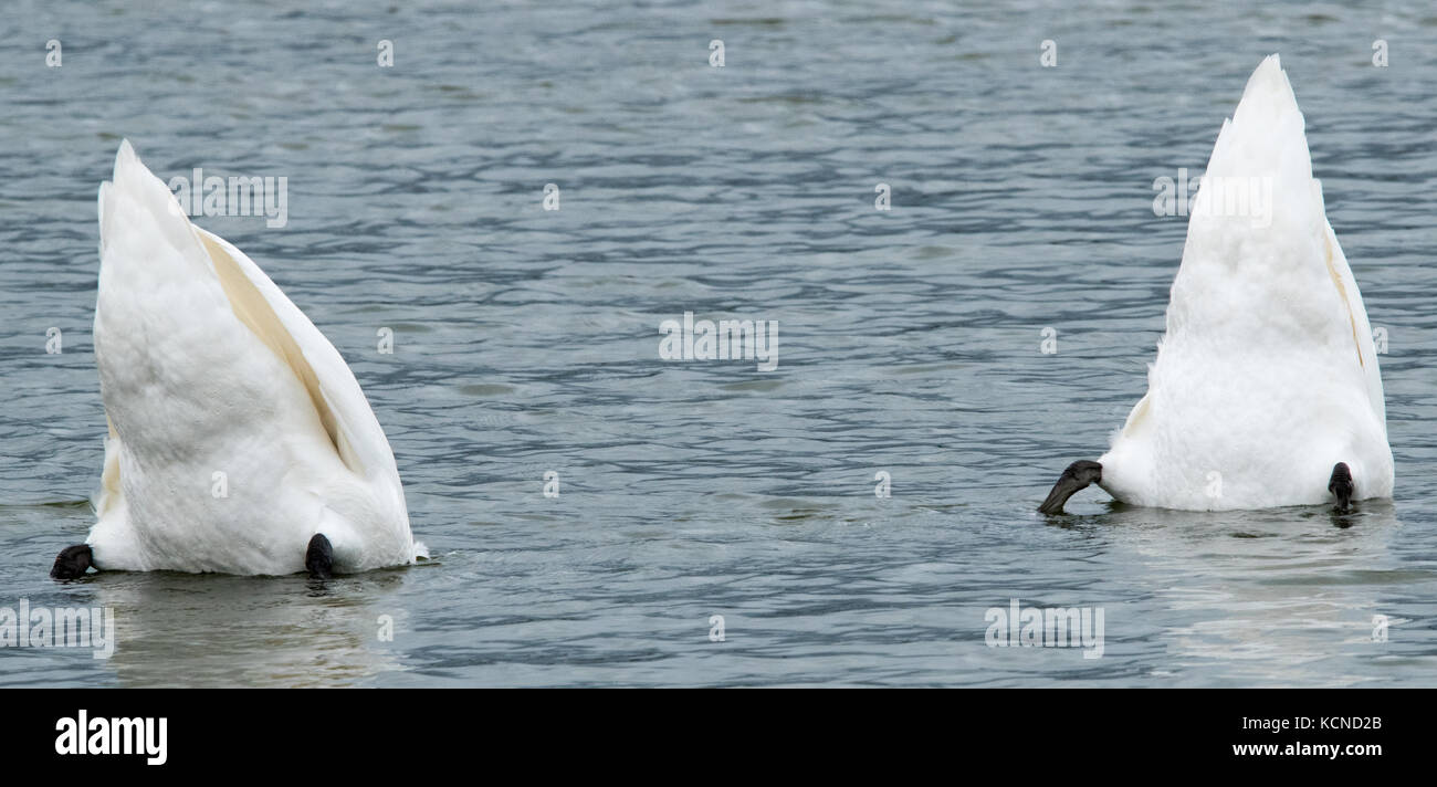 Floating swan food hi-res stock photography and images - Alamy