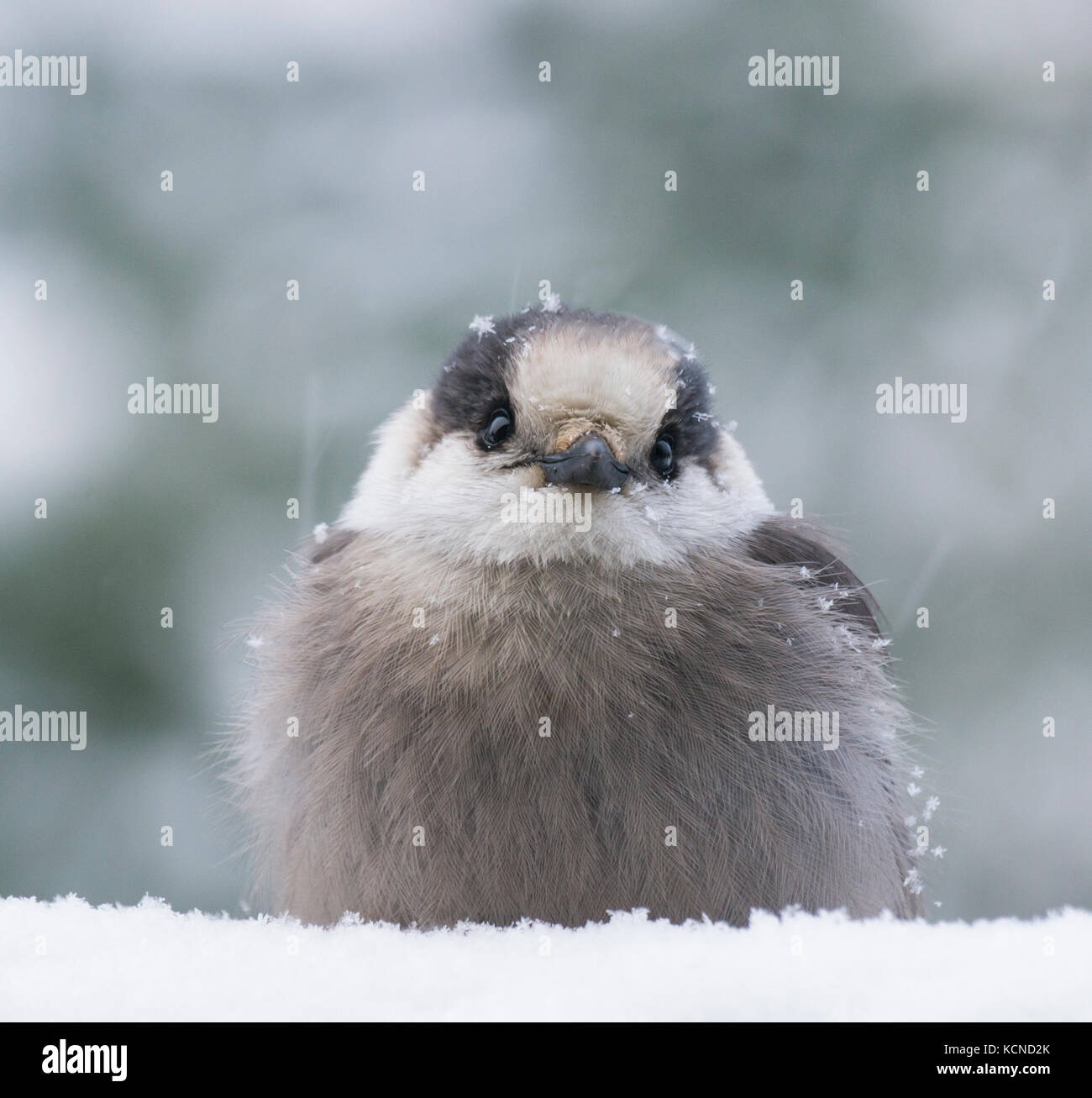 Gray Jay, Perisoreus canadensis, North Eastern Ontario, Canada Stock ...
