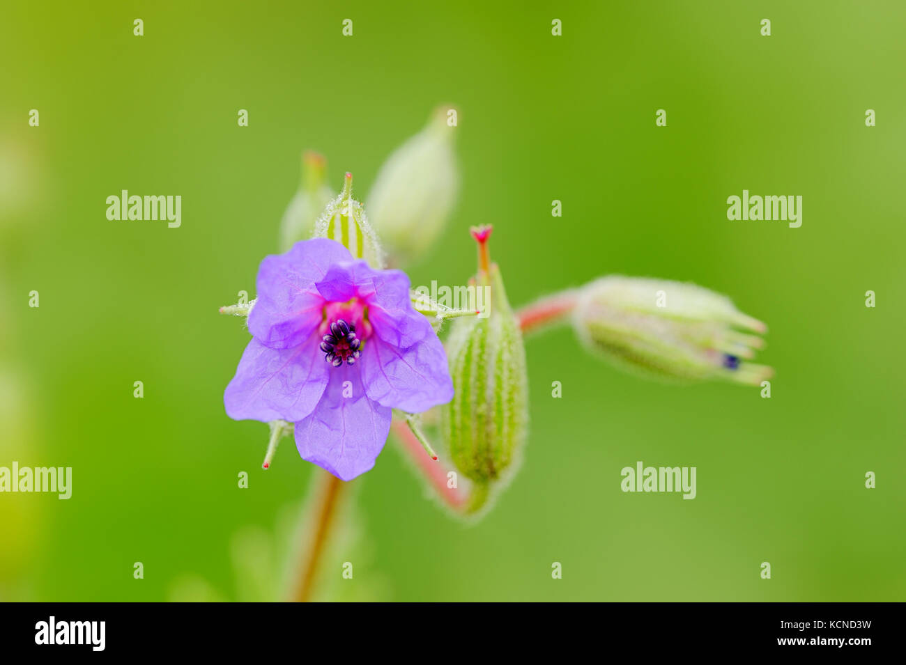 Common Stork's-Bill, Provence, Southern France / (Erodium ciconium ...