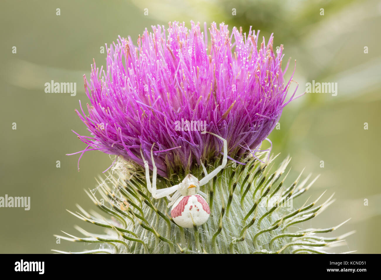Spider Bull Thistle High Resolution Stock Photography and Images - Alamy