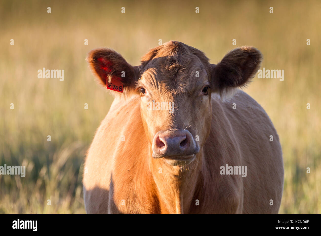 Red Angus Charolais Cross Cow High Resolution Stock Photography and ...