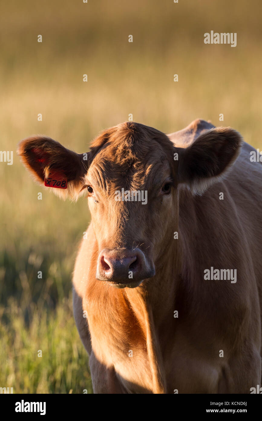 Charolais angus cross cow hi-res stock photography and images - Alamy