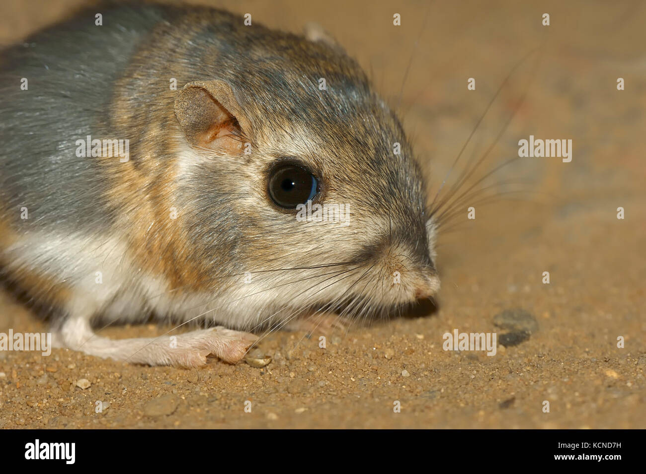 Merriam's Kangaroo Rat, Mexico / (Dipodomys merriami) | Merriams ...