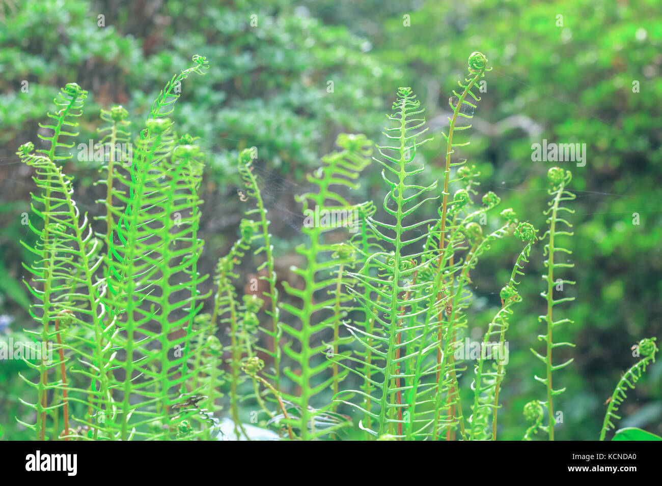 Delicate fern fronds in Isabella Plantation, a woodland garden in ...