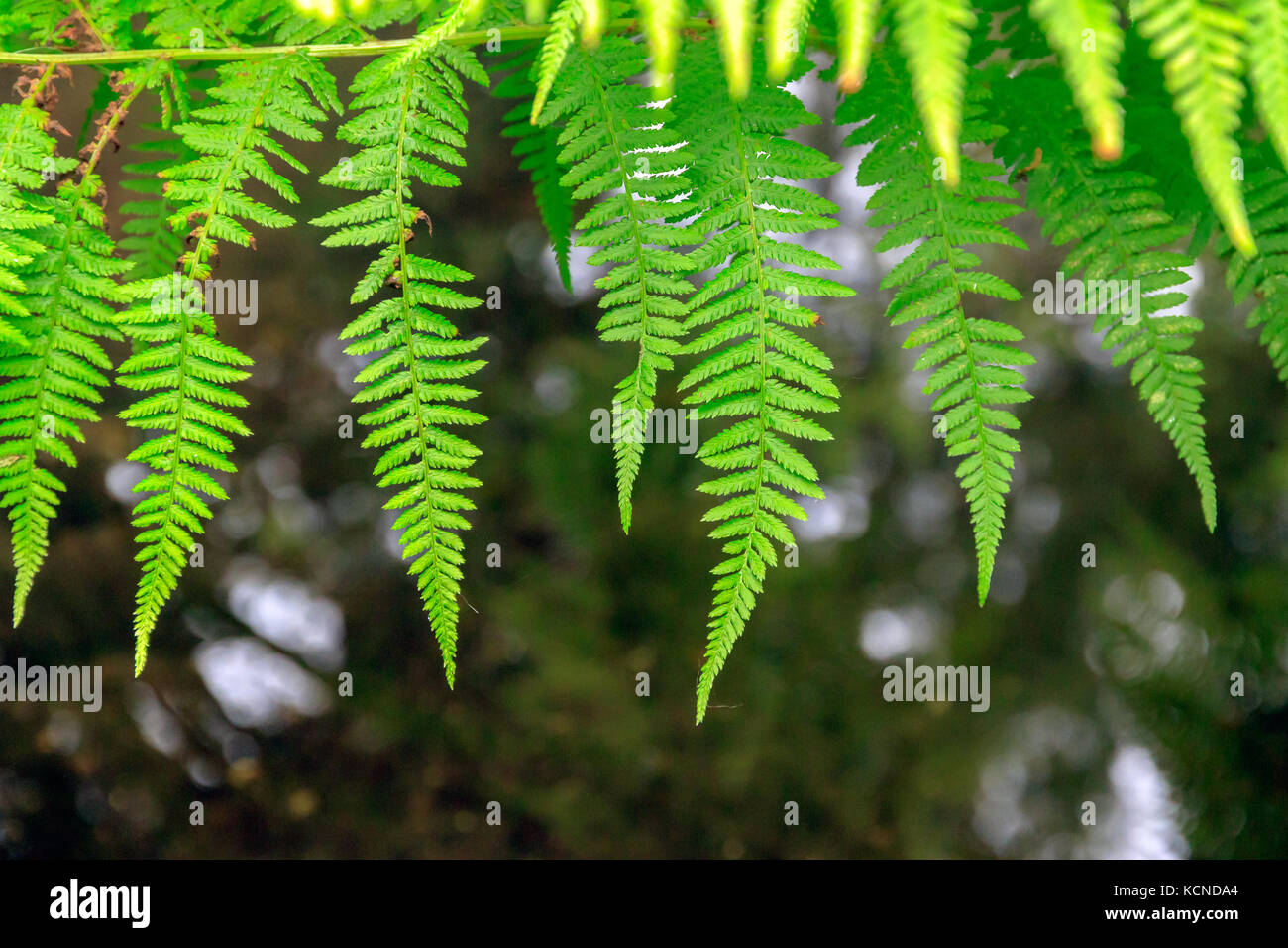 Delicate fern fronds in Isabella Plantation, a woodland garden in ...