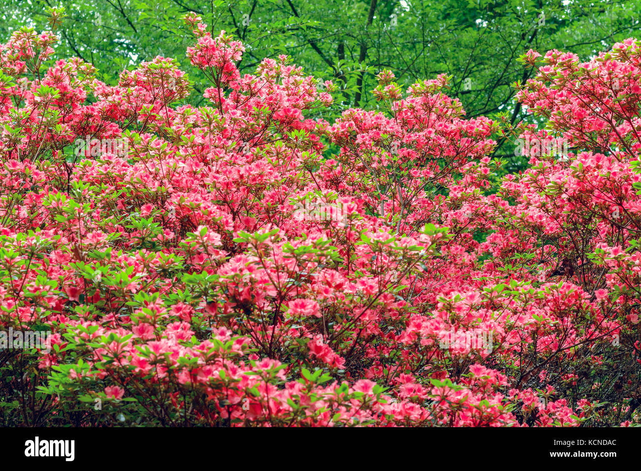 Spring flowers in Isabella Plantation, a woodland garden in Richmond ...