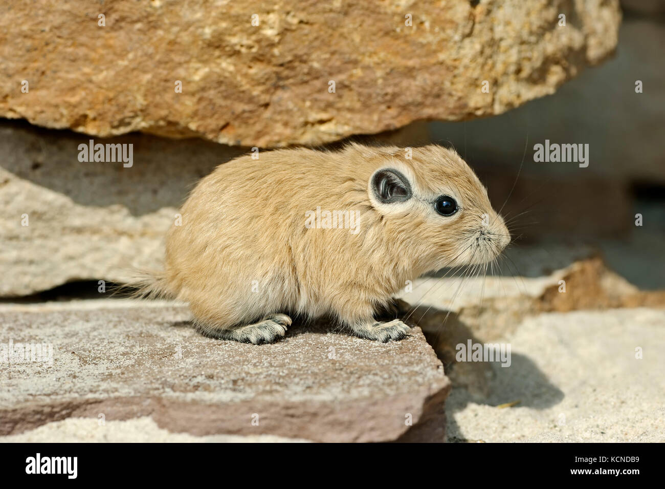 Gundi ctenodactylus gundi hi-res stock photography and images - Alamy