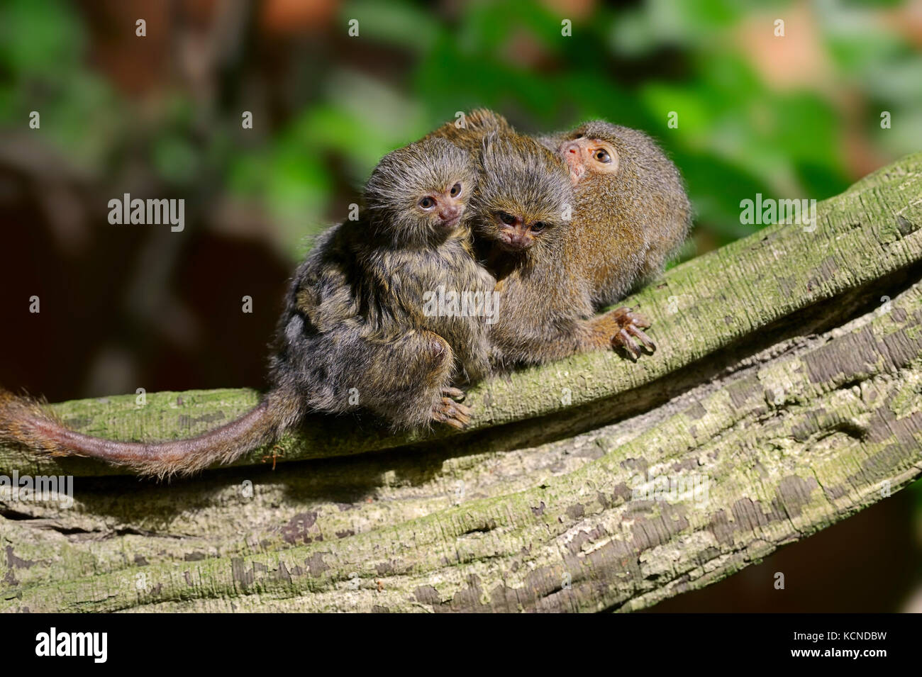 Pygmy Marmoset, female with young / (Cebuella pygmaea, Callithrix ...