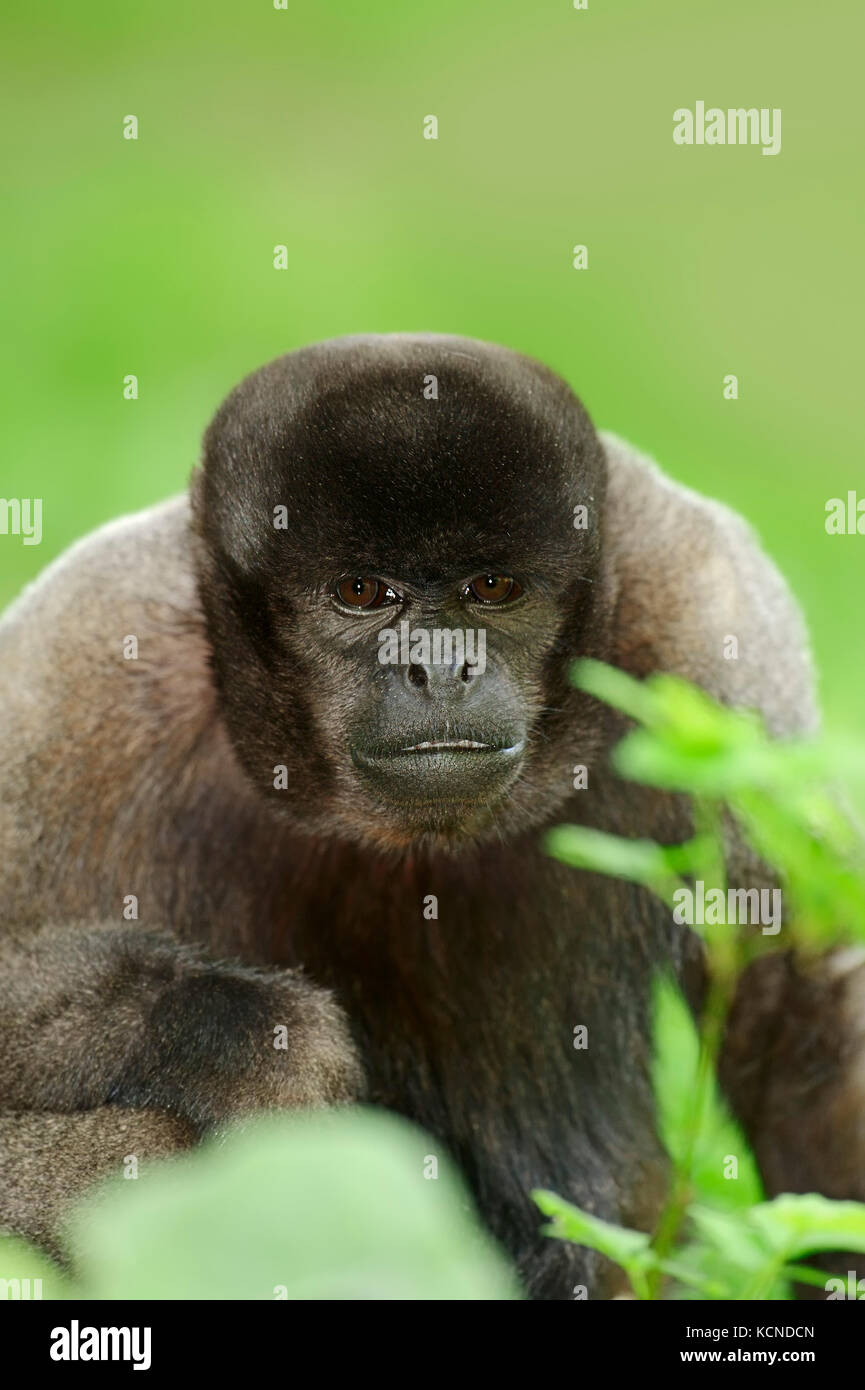 Brauner Wollaffe / (Lagothrix lagotricha) | Common Woolly Monkey ...