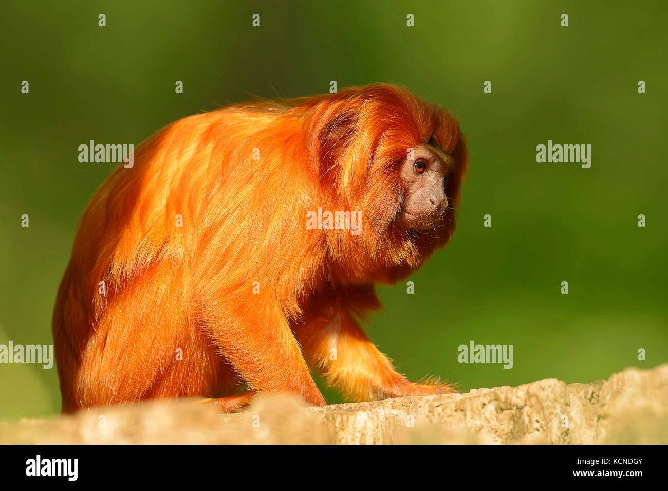 Golden Lion Tamarin, Brazil / (Leontopithecus rosalia) | Goldenes ...