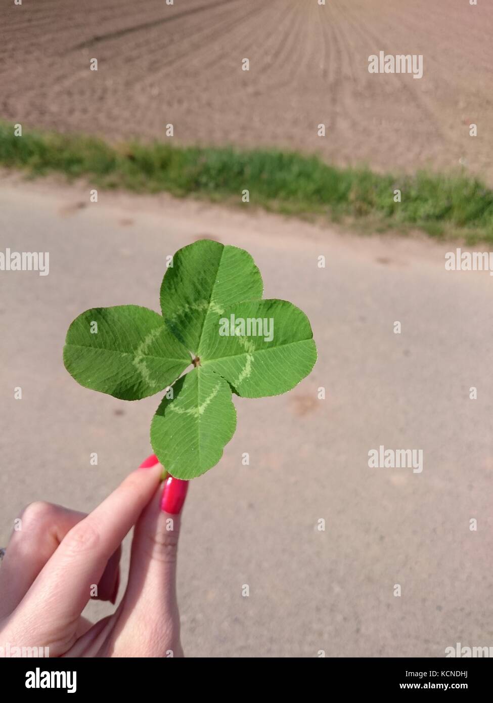Hand holding a four leaf clover hi-res stock photography and images - Alamy