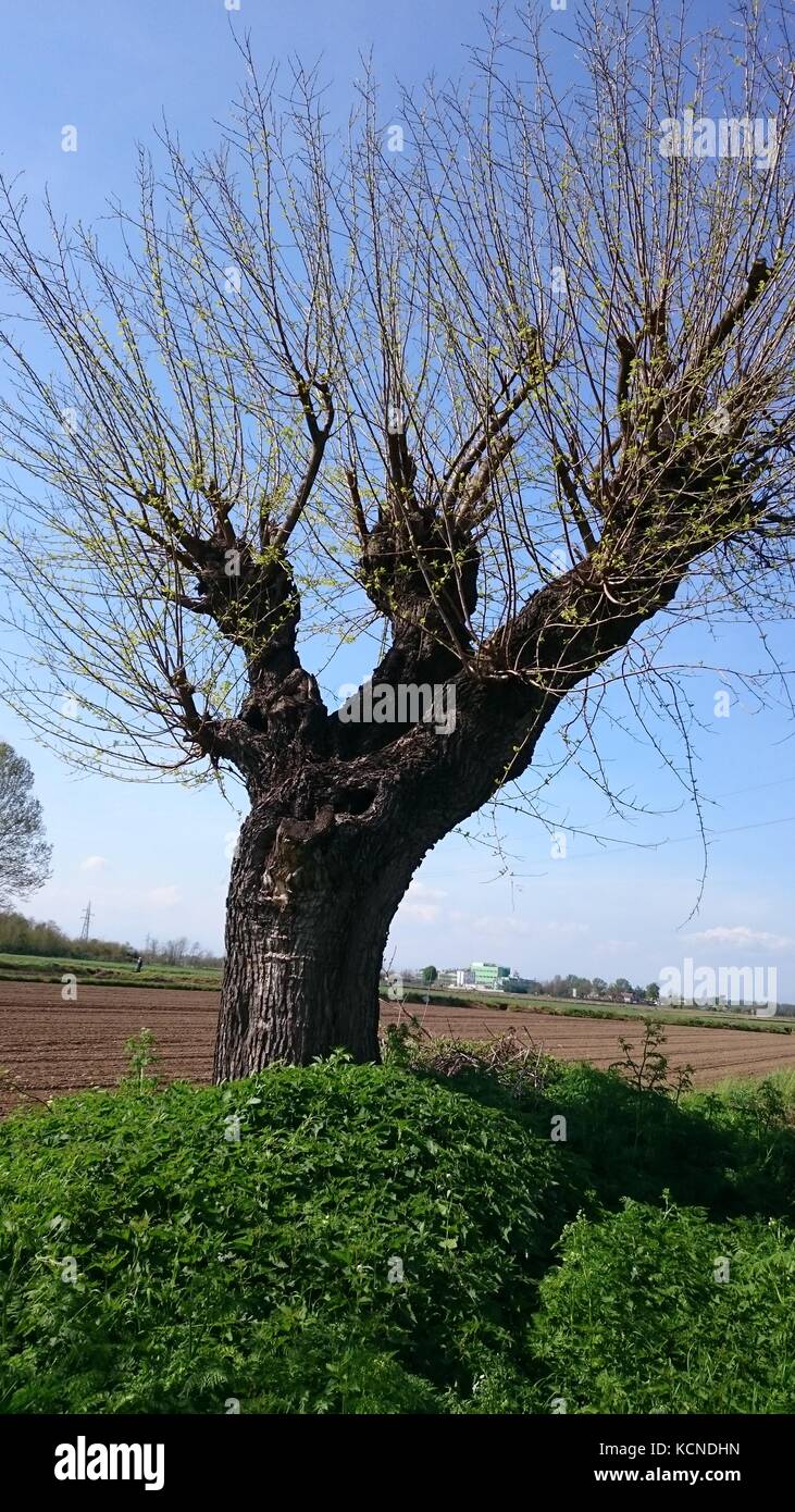 Old mulberry tree hi-res stock photography and images - Alamy