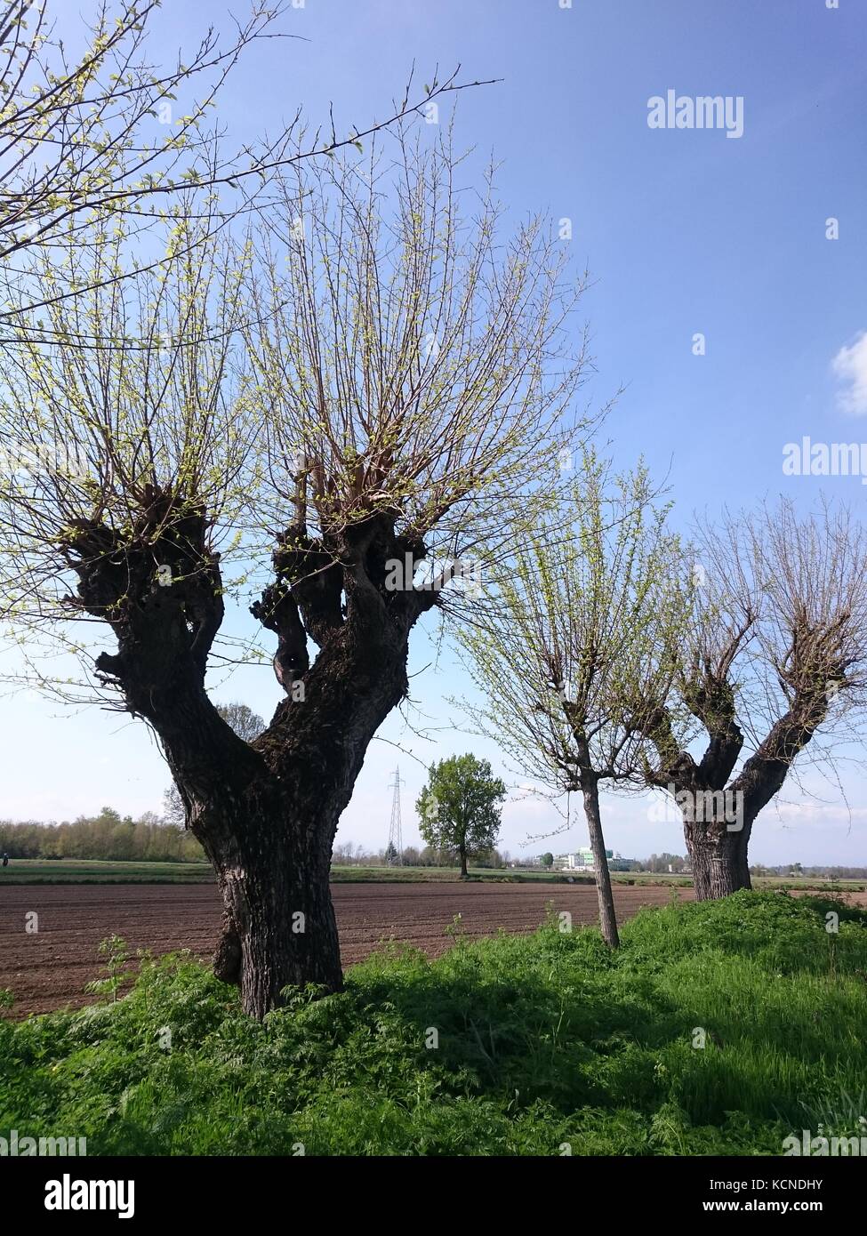 Old mulbery trees Stock Photo - Alamy