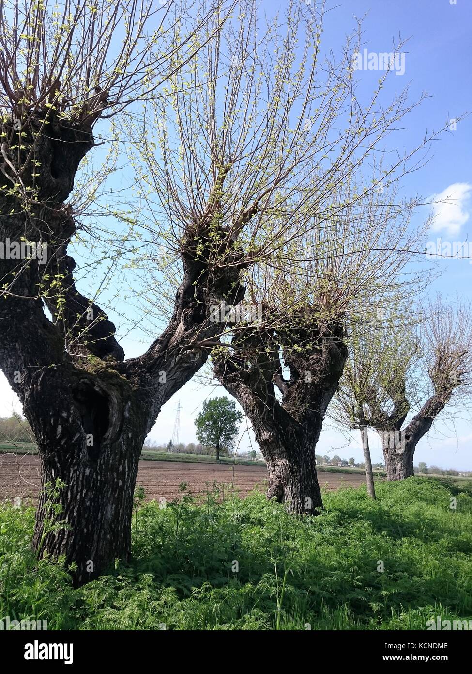 Old mulbery trees Stock Photo - Alamy